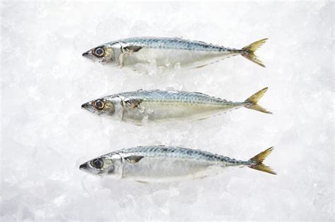 부산시 시어 市魚 고등어 브랜드 활성화 사업 추진 아주경제