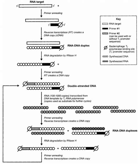 Transcription Based Amplification Systems Nucleic Acid Sequence Based