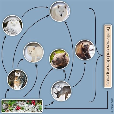 Tundra Food Web
