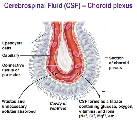 Protection For The Brain Meninges CSF Blood Brain Barrier Antranik Org