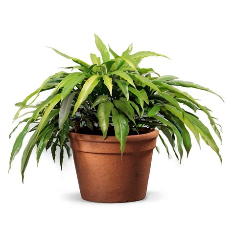 Download Bushy Plants Png Fjt