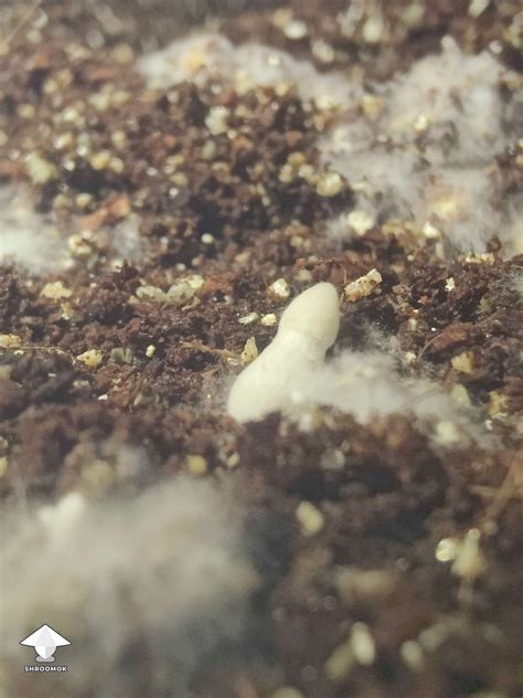 My Little Pins Penis Envy