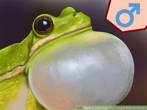 How To Tell If Your Tree Frog Is Male Or Female 9 Steps