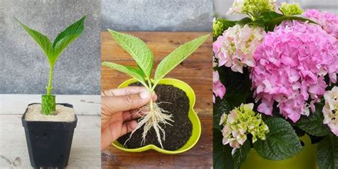 Unlocking The Secrets Of Hydrangea Propagation A Step By Step Guide To Growing Your Own