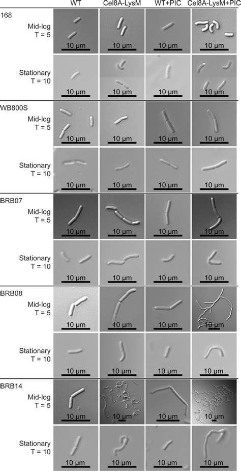 Differential Interference Contrast Dic Microscopy Of Reporter Download Scientific Diagram