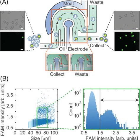 Particles Remain Detectable And Sortable On A Microfluidic Sorter A Download Scientific