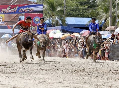 งานประเพณีท้องถิ่นวิ่งควายชลบุรี นักท่องเที่ยวต่างชาติแห่ร่วมงาน ผู้ว่ายืนยัน“ทำให้คนชลบุรีมี