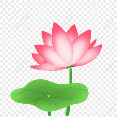 로터스 Png 일러스트 무료 다운로드 Lovepik