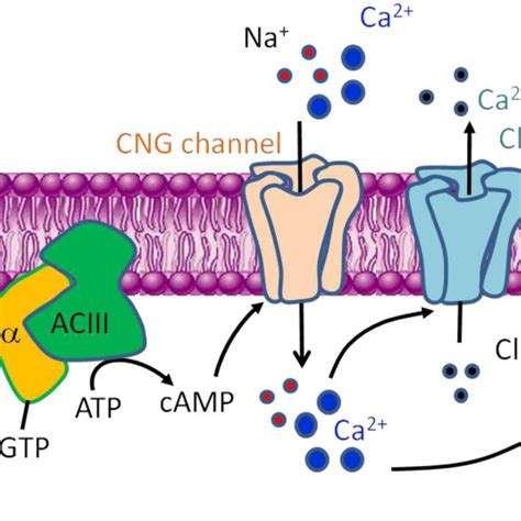 A Schematic Diagram Of Olfactory Signal Transduction Olfactory Signal
