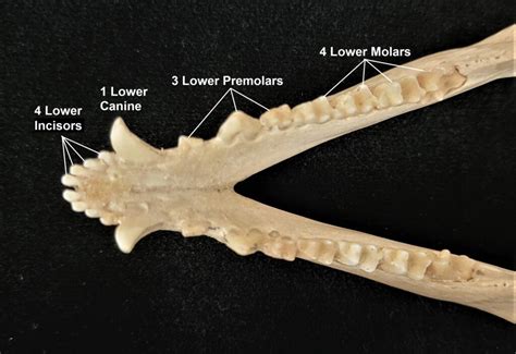 Opossum Teeth Labeled