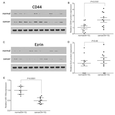 Mir 199a Inhibits The Ability Of Proliferation And Migration By