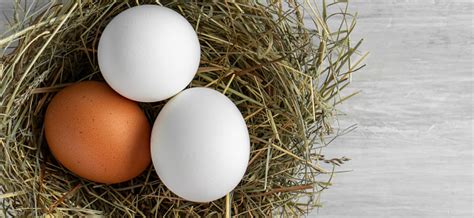 봄 시즌 출생 부활절 축제의 자연 해치 잔디 짚 둥지 건강 단백질 식품 기호에 해피 치킨 암탉 무료 범위 농장에서 노른자와