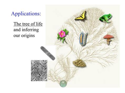 Ppt Lecture 1 Overview Of Phylogenetic Methods And Applications Powerpoint Presentation Id