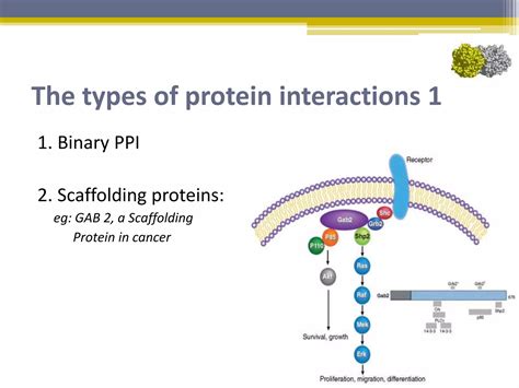 Protein Protein Interaction Ppi Pptx