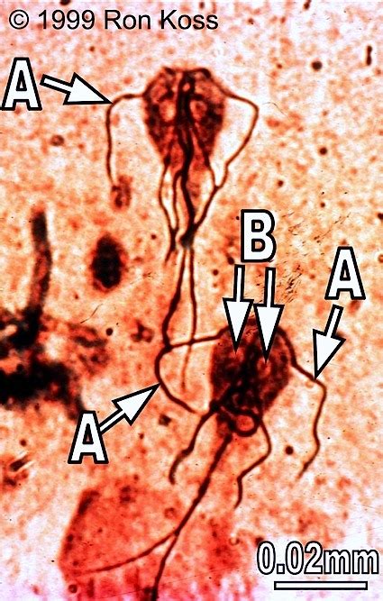 Diagram Of Lab 2 Identify Quizlet