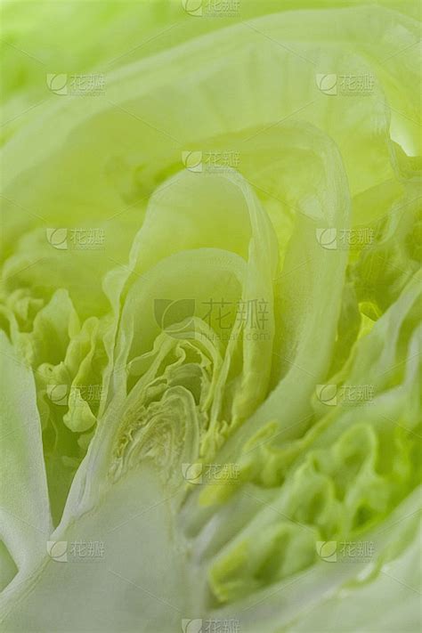 卷心莴苣