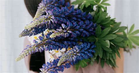 파스텔 직물의 배경에 루팡 꽃다발을 들고 린넨 드레스를 입은 세련된 여성 단순한 느린 생활 보헤미안 소박한 드레스를 입은 젊은 여성이 루핀과 데이지 야생화로 얼굴을 숨고