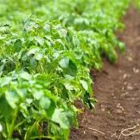 Weed Image Classification Dataset Kaggle