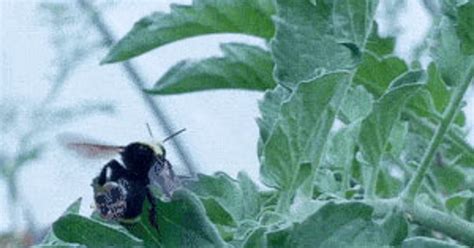 Scientists Outfit Bees With Wireless Sensors To Create A Living Iot… Elkebir S
