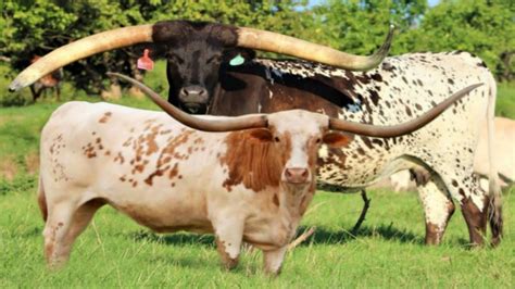 World Record 🌟 Texas Longhorn Cow Full Documentary Video Biggest