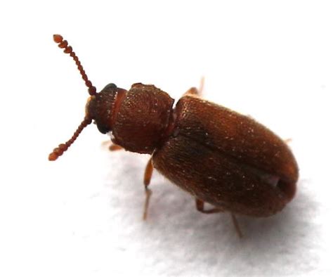 Cryptophagus Bugguidenet