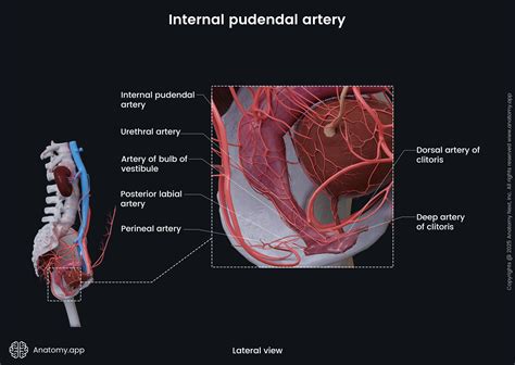 Internal Pudendal Artery Branches Mnemonic