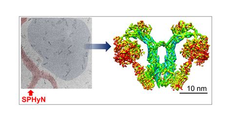 Self Perforated Hydrogel Nanomembranes Facilitate Structural Analysis