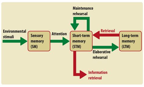 Memory 1 Diagram Quizlet