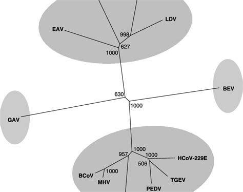 Phylogenetic Tree Of Putative RNA Dependent RNA Polymerases Of Download Scientific Diagram