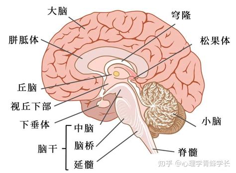 Note 神经系统普通心理学 知乎