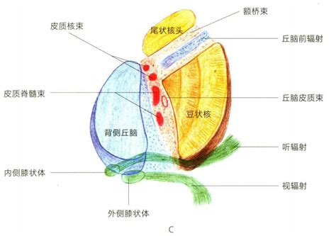 皮质下神经束神经束胼胝体矢状位皮质纤维内囊动脉 健康界