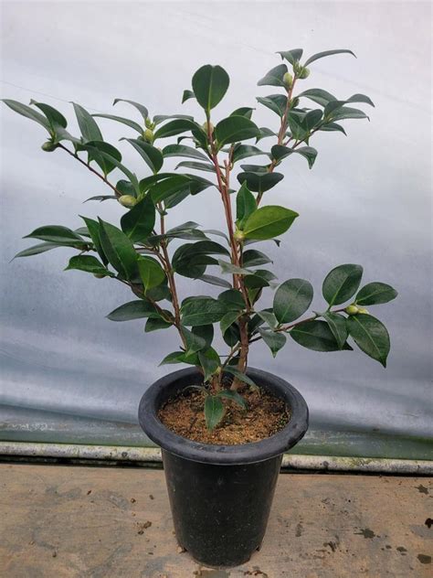 블랙로즈 동백나무 헬로마켓