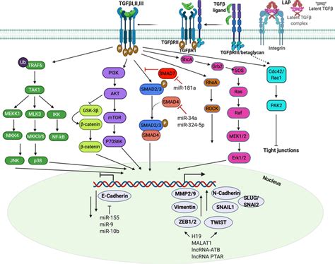 TGFβ signaling pathways in EMT Cleavage of the pro domain