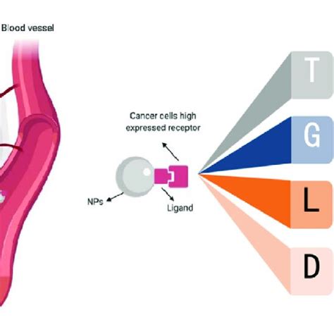 Targeting Of Nanoparticles Active Targeting And Passive Targeting Download Scientific Diagram