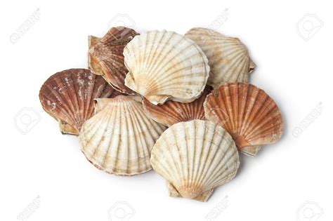 Bivalvia Ocean Organisms