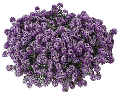 БАЗА растений на прозрачном фоне — Яндекс Диск 정원 포토샵