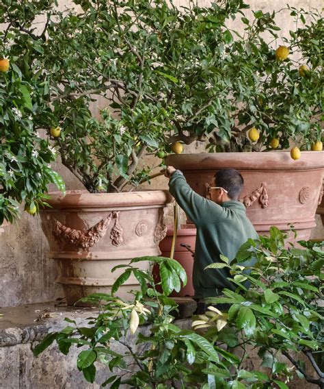 How To Care For A Potted Lemon Tree In Winter Indoors Homes And Gardens