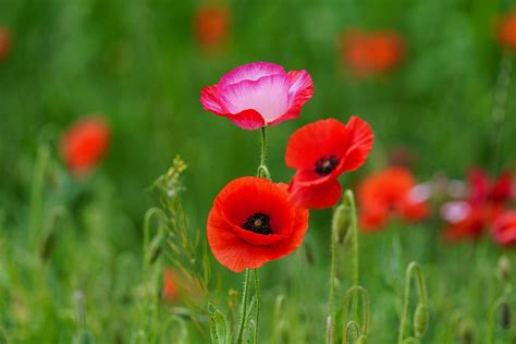 양귀비 빨간 붉은 꽃 Pixabay의 무료 사진