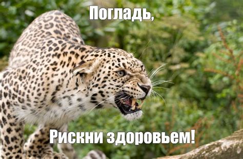 Create Meme Leopard Pictures Meme