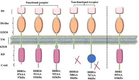 新靶点ddr1：实体肿瘤的“双刃剑” 知乎