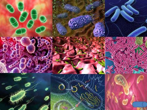 Формирование познавательных УУД на уроках биологии Online Presentation