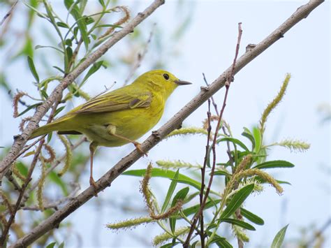 Yellow Warbler Nest