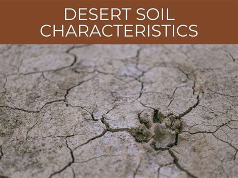 Desert Soil Profile