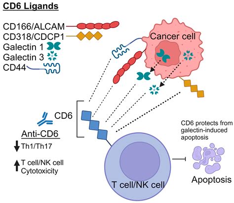 Cd6 In Human Disease