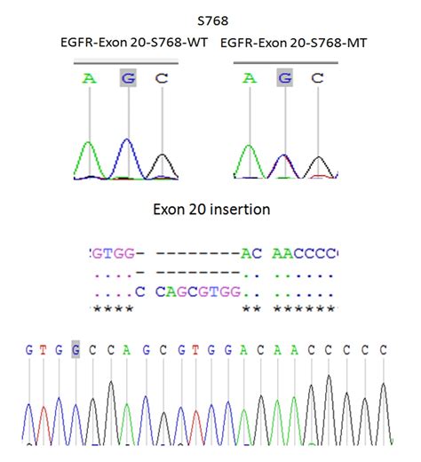 Egfr Exon 20 Primer Set Femtopath Hongjing弘晉