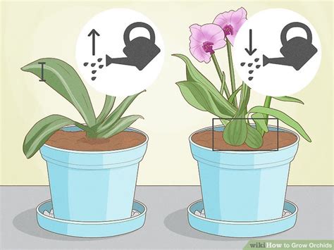 How To Grow Orchids 13 Steps With Pictures WikiHow
