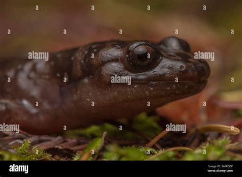 California Giant Salamander Dicamptodon Ensatus From The Redwood