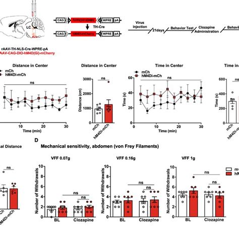 Dissection Of The Locus Coeruleus Noradrenergic Neurons→rostral