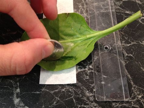 Spinach Leaves Chromatography