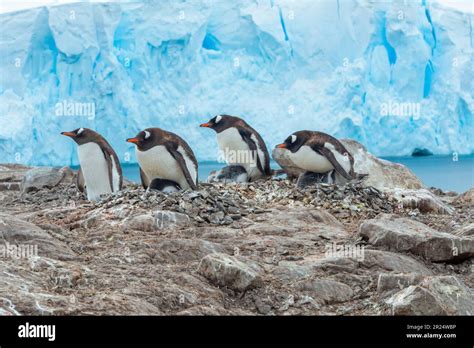 Neko Harbor Antarctica Penguins Nest In The Guano And Stones In A
